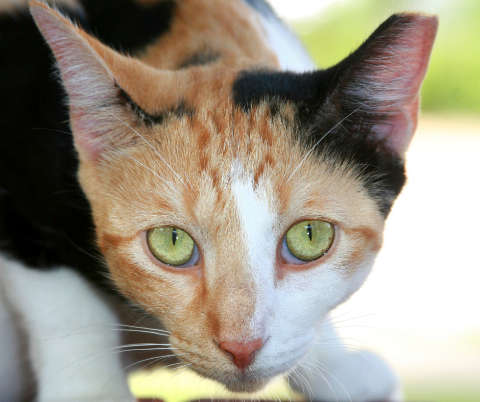 Community Cats are in the Spotlight in Baltimore County, MD - National ...
