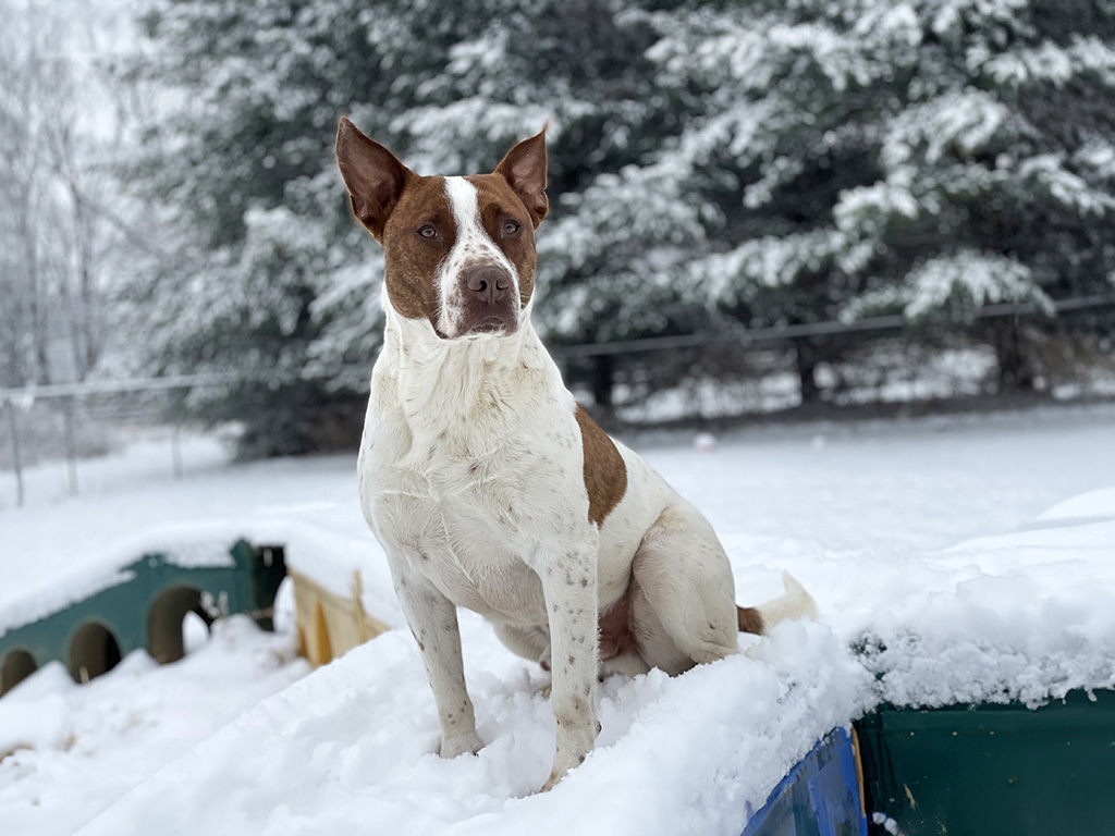 Hutch | National Humane Education Society