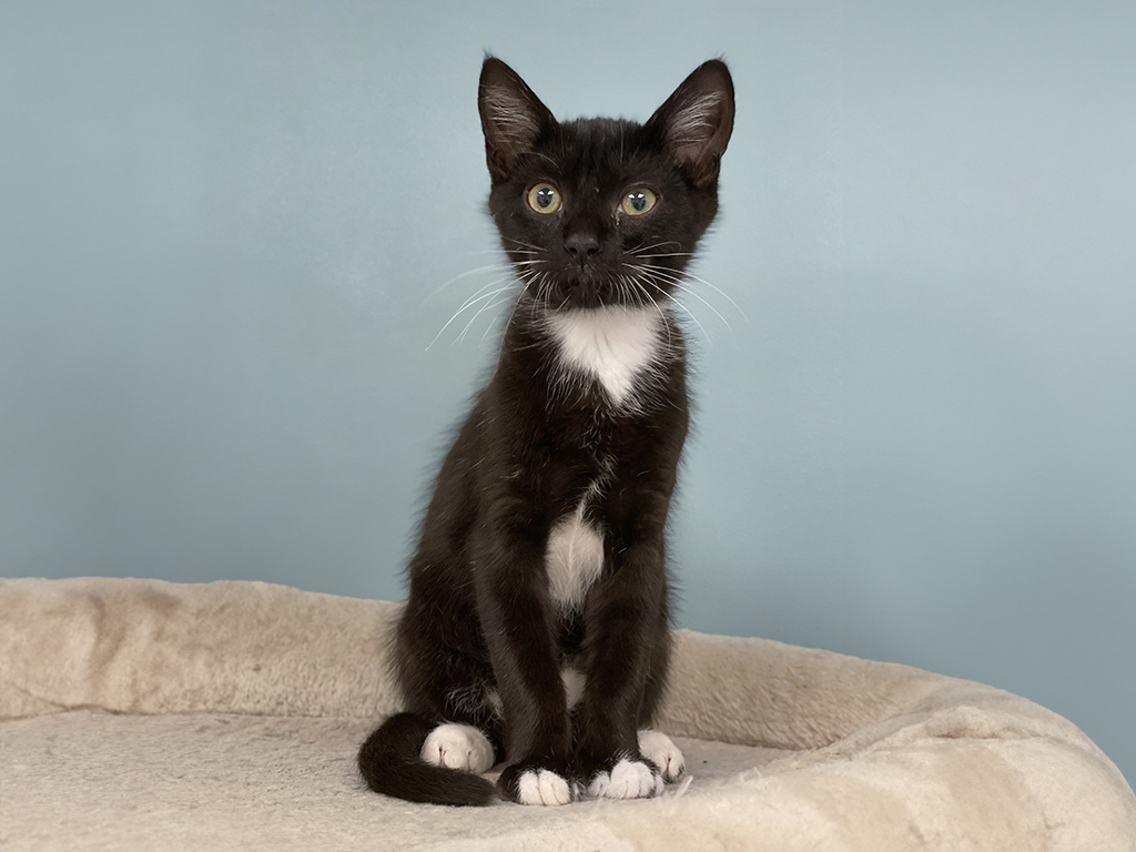 Ricky | National Humane Education Society