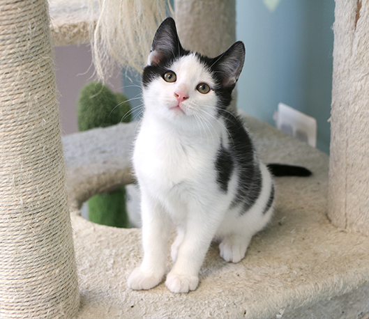Cats for Adoption | National Humane Education Society