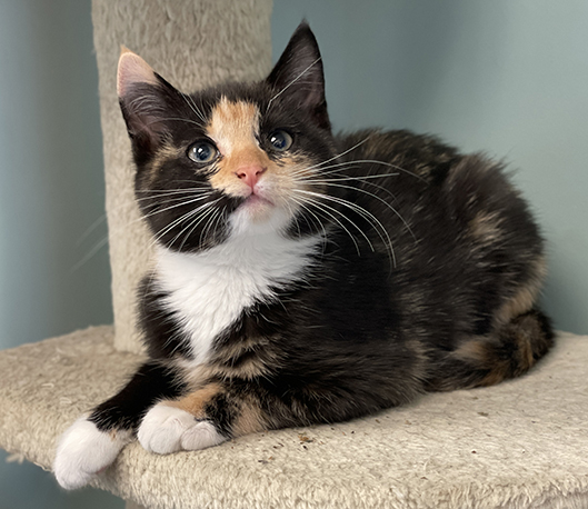 Cats for Adoption | National Humane Education Society